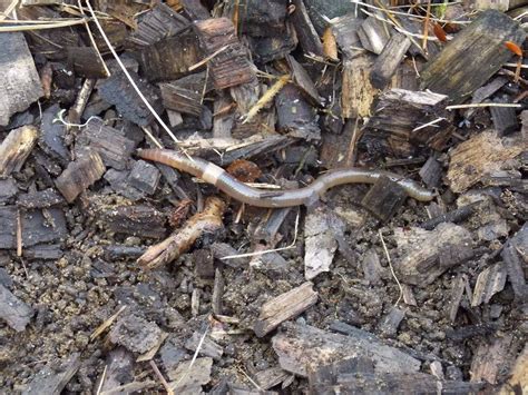 Amynthas Alchetron The Free Social Encyclopedia