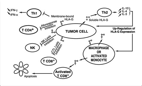 Schematic Representation Of Potential Inhibitory Effect Of Hla G