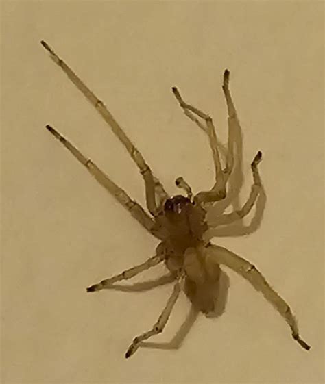 Black With Tan Sac Spider