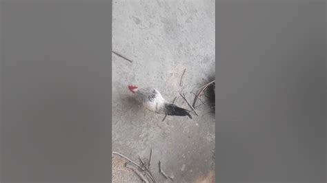 মোরগ ও কবুতর এর কাহিনি Youtube