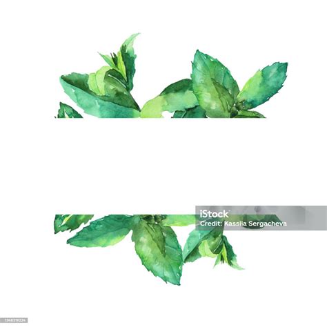 흰색 배경에 고립 된 프레임 페퍼민트 또는 민트 꽃 수채화 손 그리기 일러스트 배너 또는 배경용 템플릿입니다 박하에 대한 스톡 벡터 아트 및 기타 이미지 Istock