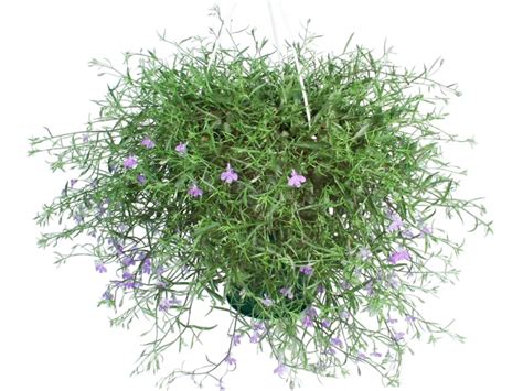 Blaue Lobelie Topf Ø Ca 11 Cm Lobelia Kaufen Bei Obi
