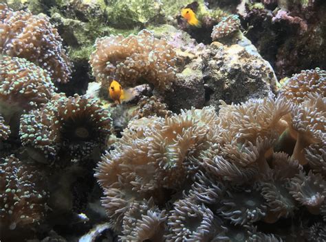 Machine Learning Mastery On Linkedin A Gentle Introduction To Sigmoid Function