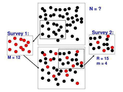 Ppt Mark Recapture Powerpoint Presentation Free Download Id3949601
