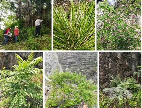 高陡岩质边坡生态恢复难题如何攻克？文科园林fsf技术给出解决方案 植物