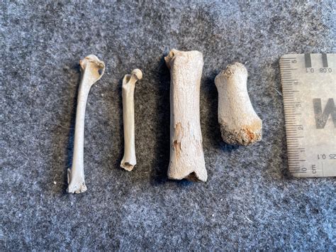 Hawaii Fossil Trip Oahu Pleistocene Fossil Hunting Trips The Fossil Forum