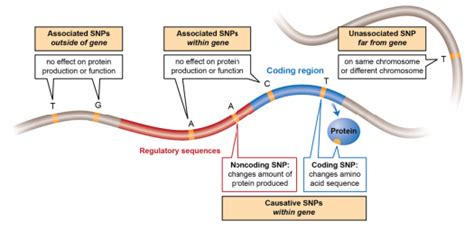 Solved 1 Single Nucleotide Polymorphisms SNPs Are Chegg