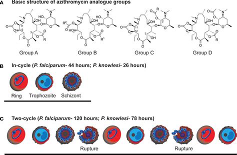 Spectrum Azithromycin At Mark Cox Blog