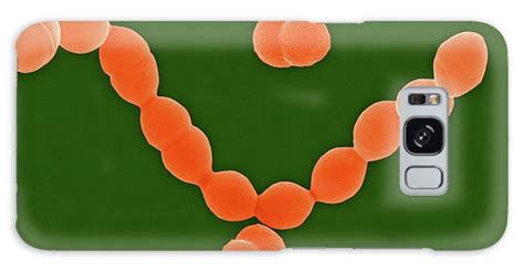 Streptococcus Pneumoniae Coccus Prokaryote 3 Galaxy Case By Science Photo Library Science