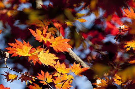 단풍 낙엽 가을 Pixabay의 무료 사진