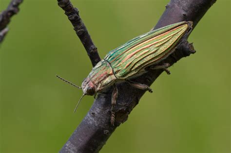 アオウバタマムシ