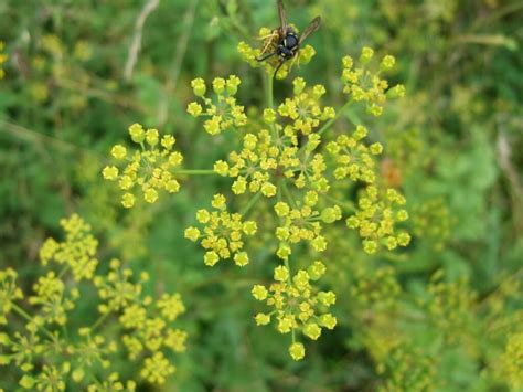Wild Parsnip Plantlife