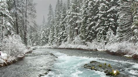 River Trees Forest Snow Winter Water Stream Hd Nature Wallpapers Hd Wallpapers Id 114113