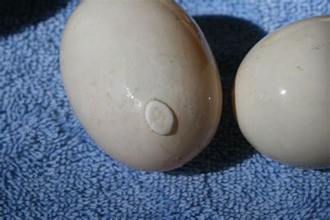 Egg Abnormality Backyard Chickens Learn How To Raise Chickens