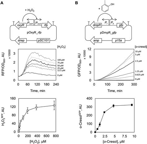 Graphical Representations And Doseresponse Curves Of The Genetically Download Scientific