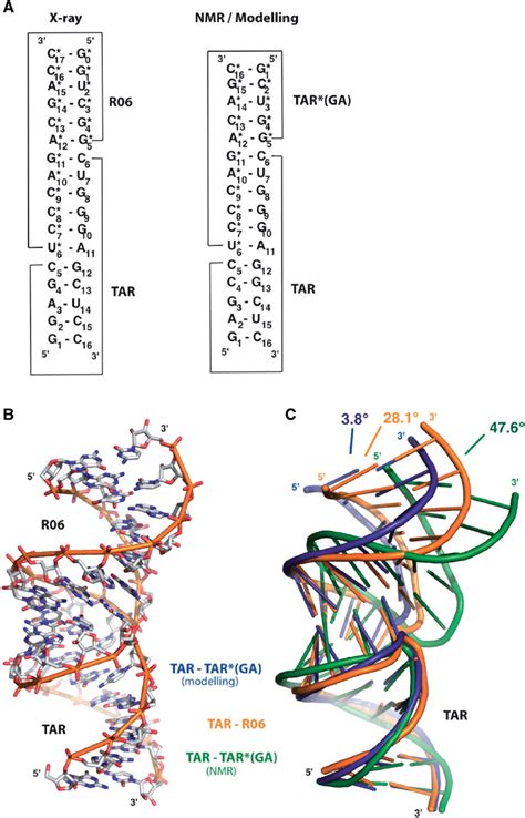 structure of tar r06 aptamer loop loop complex a sequence and
