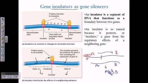 Gene Insulators Youtube