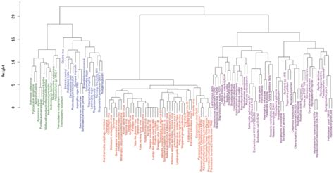 the phyletic patterns of the putative orthologous sets of informational