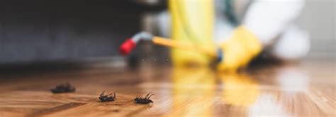 Pest Control Melbourne Melbourne S Pest Control Service