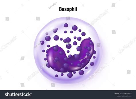 Basophil Diagram
