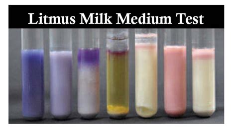 Litmus Milk Test Introduction Principle Composition Preparation Proce