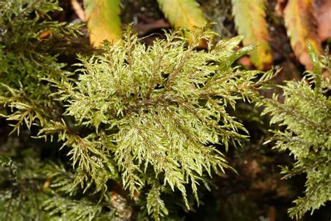 What Does Cyanobacteria Look For In A Good Moss Host R Biodiversity