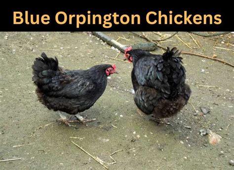 Blue Orpington Chicken The Ultimate Guide To This Beautiful Breed