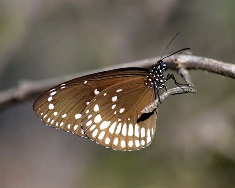 Euploea Core Facts Diet Habitat And Pictures On Animaliabio