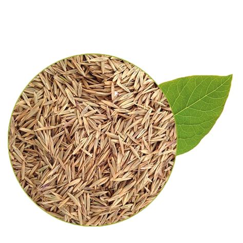 Orchard Grass Seeds For Foragesouth Africa Price Supplier 21food