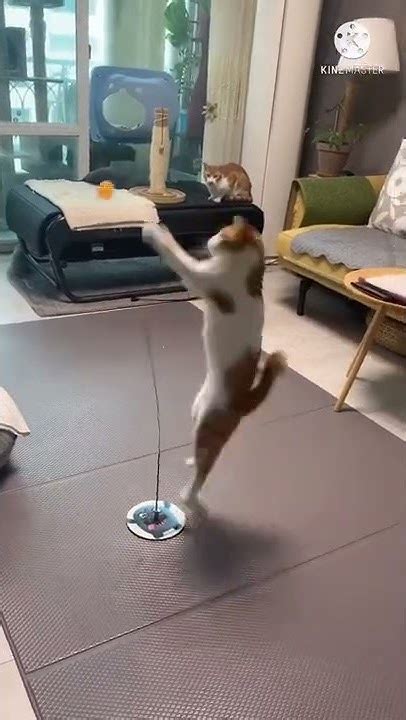 탁구하는 고양이 Youtube