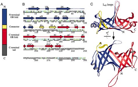 Deinococcus Radiodurans Genome