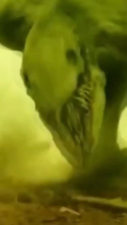 The Skullcrawlers Disturbing Roar Origins 😳 Kongskullisland Godzilla Godzillavskong Youtube