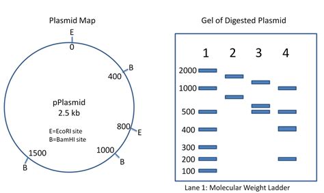 Solved The Following Plasmid Is Digested With Bamhi And