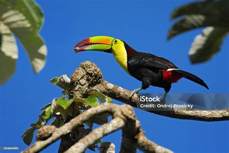 큰 빌 켈 청구 투칸 람파스토스 유황 부리에 음식과 새 푸른 하늘과 서식지 벨리즈 벨리즈에 대한 스톡 사진 및 기타 이미지 벨리즈 큰부리새 깃털 Istock