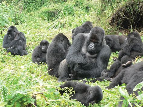 hierarchy of gorilla social structure hierarchystructure com