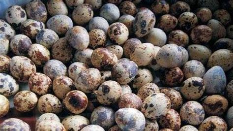 Supply Ng Itlog Ng Manok At Pugo Sa Bansa Hindi Apektado Ng Bird Flu Bai Rmn Networks