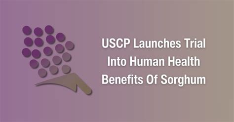 Uscp Launches Trial Into Human Health Benefits Of Sorghum Us Grains