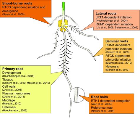 Lateral Roots Lateral Roots