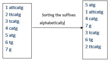Suffix Array Data Structure Help