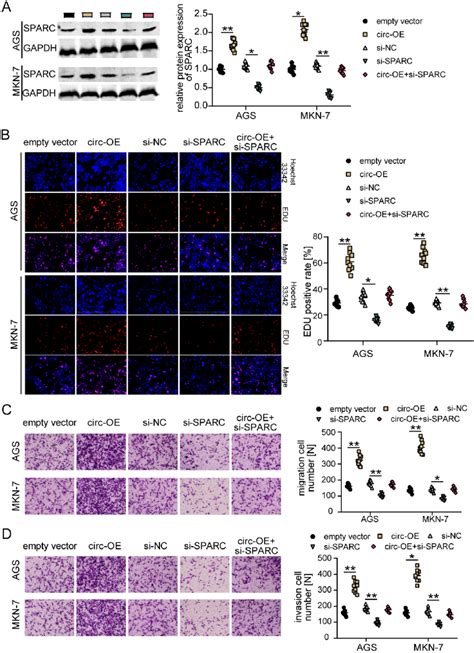 Silencing Sparc Diminished The Positive Effect Of Hsacirc0017842 Download Scientific Diagram
