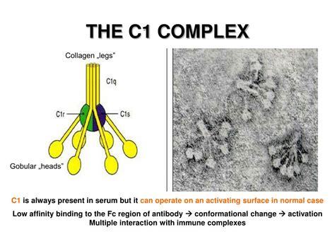 ppt the complement system powerpoint presentation free download id