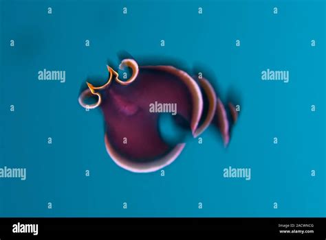 A Glorious Flatworm Pseudobiceros Gloriosus Flatworms Are Know To Swim By Undulating Their