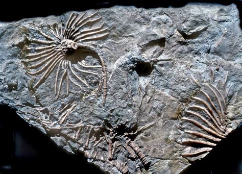 Echinoderms Fossils Of Marine History Rock And Gem Magazine