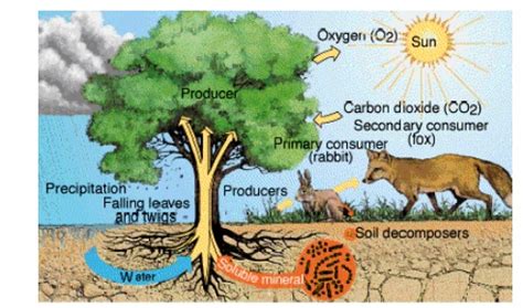 Concept Structure Components Of Ecosystem