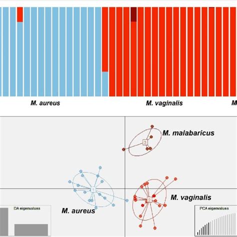 the bar plot results show genetic clustering implemented in