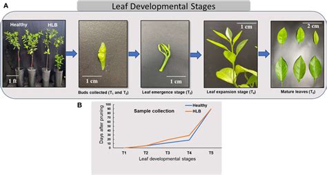 stages of leaf development in citrus a and sample collection during