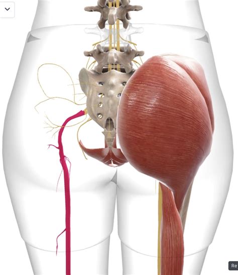 Lab 12 Sacral Plexus Diagram Quizlet