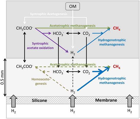 Conceptual Model Of The Microbial Processes Occurring In A Membrane