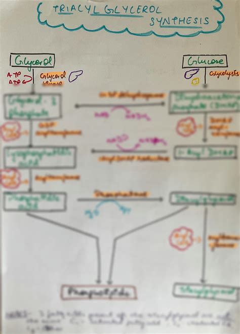 Solution Triacylglycerol Synthesis Flowchart Studypool