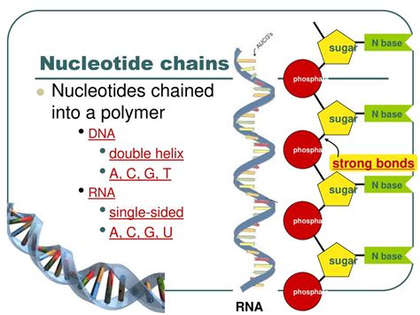 Nucleic Acids Dna And Rna Ppt Download